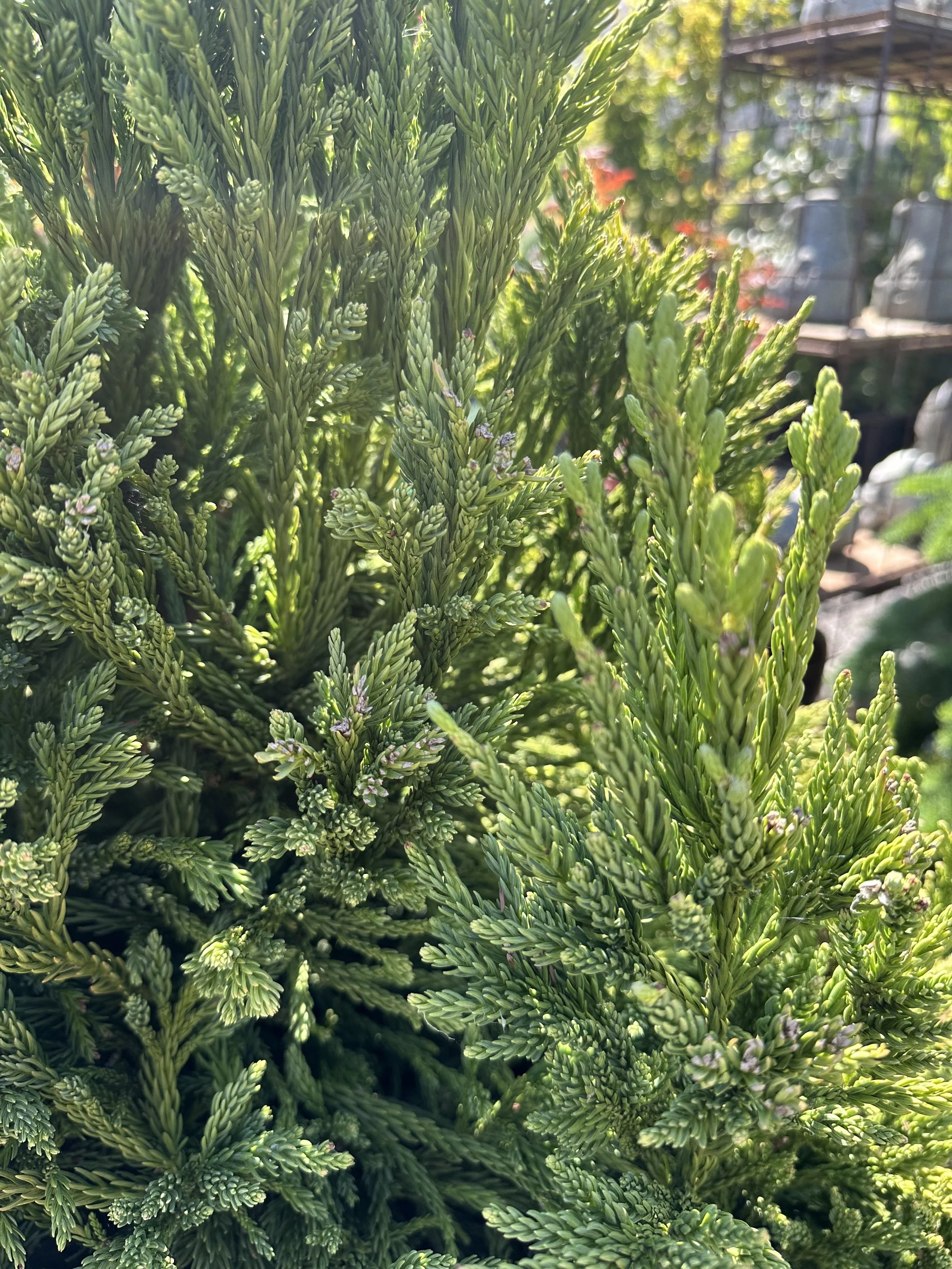 Cryptomeria — Sunnyside Nursery