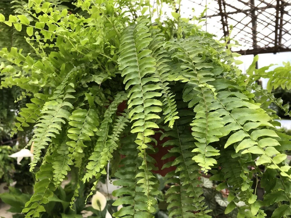 Medium Light Houseplants — Sunnyside Nursery