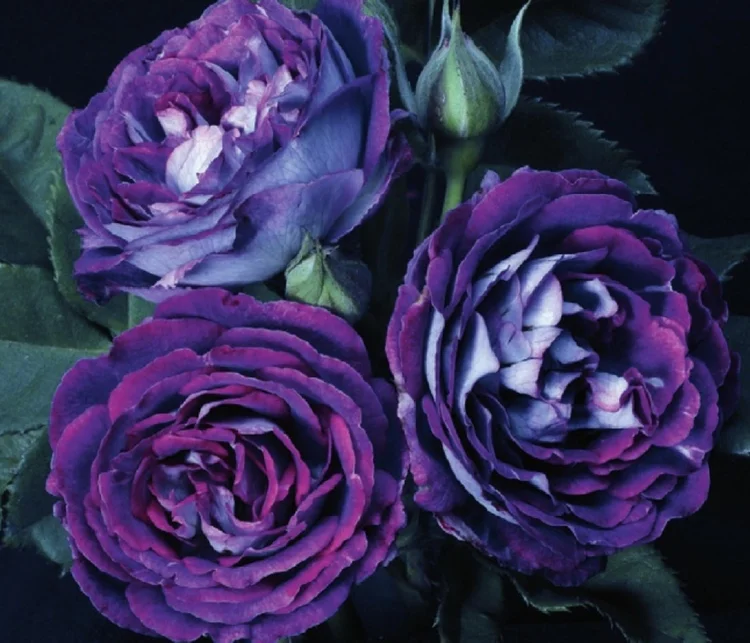 Shrub Roses — Sunnyside Nursery