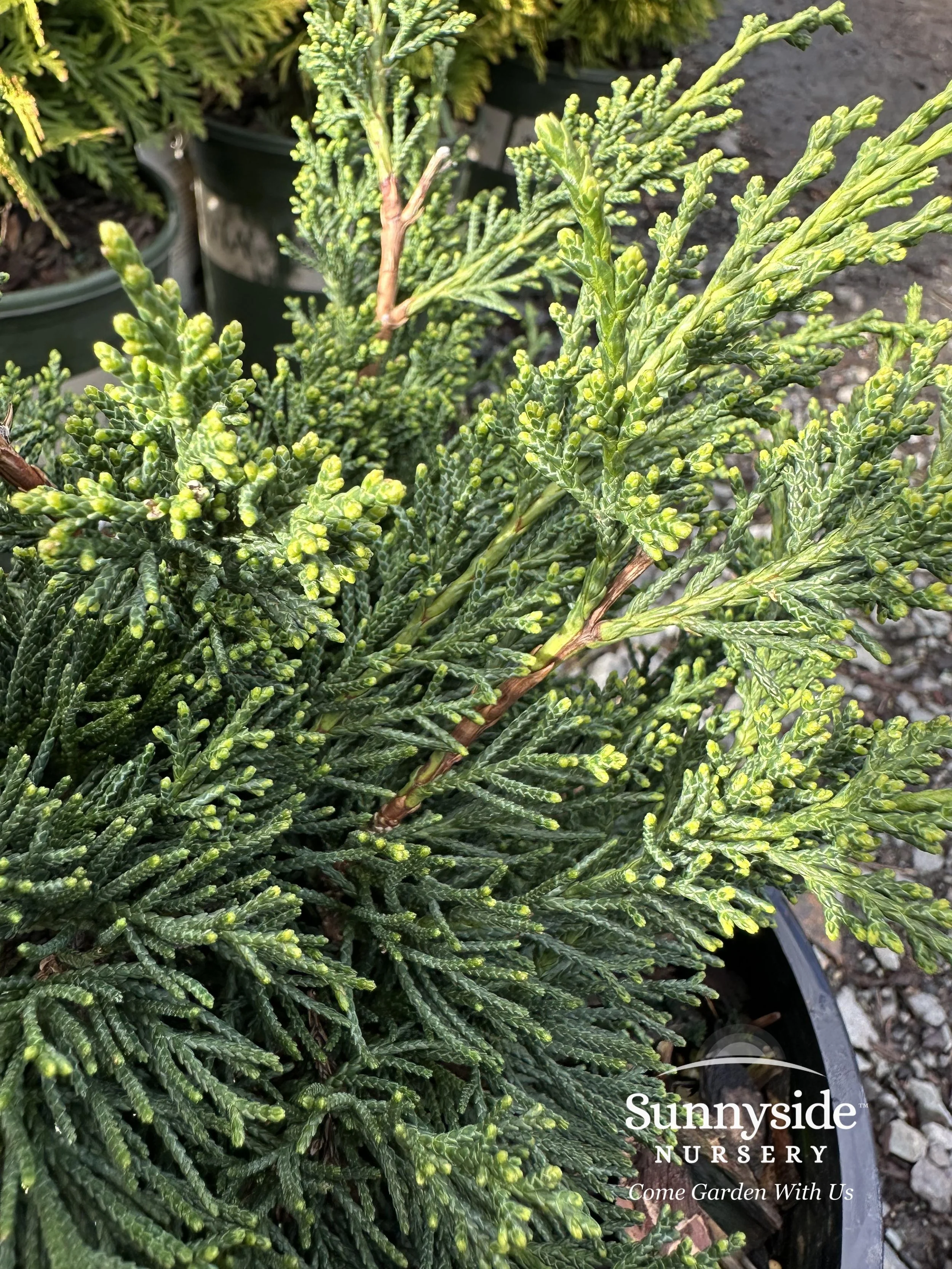 Juniperus — Sunnyside Nursery
