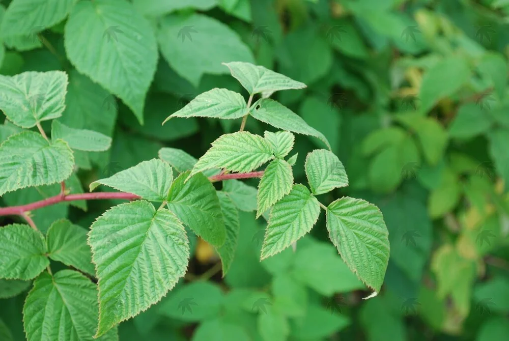 Raspberries — Sunnyside Nursery