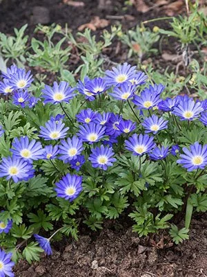 Time To Plant Summer-Blooming Bulbs — Sunnyside Nursery