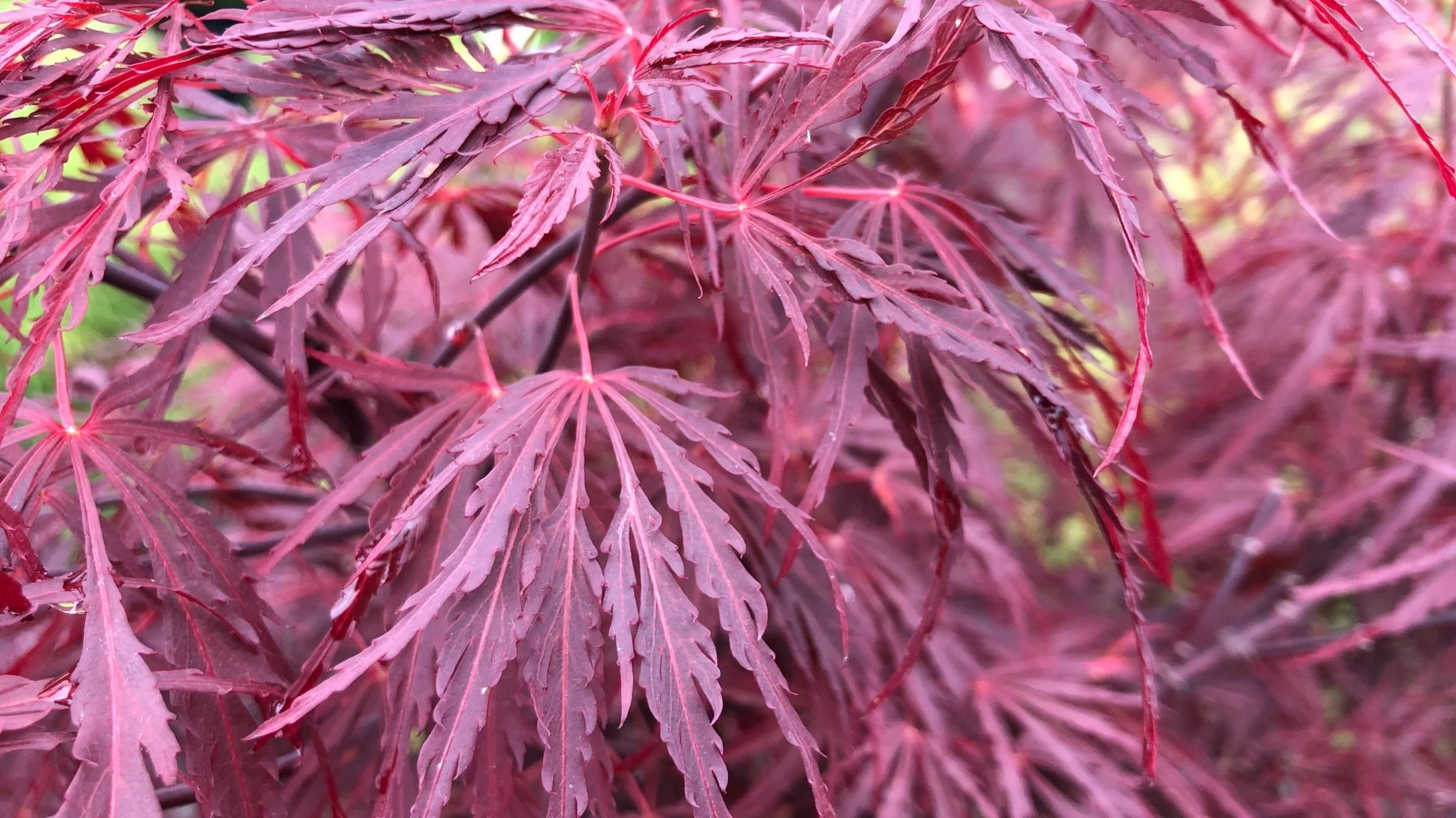 Pruning Your Laceleaf Japanese Maple — Sunnyside Nursery