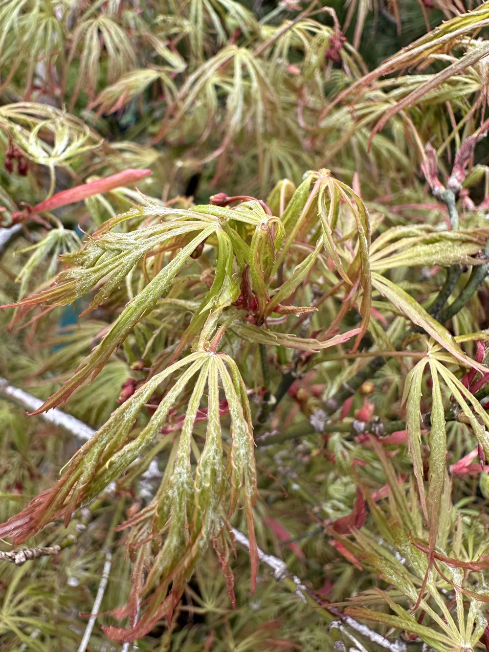 Lace-Leaf Japanese Maples — Sunnyside Nursery