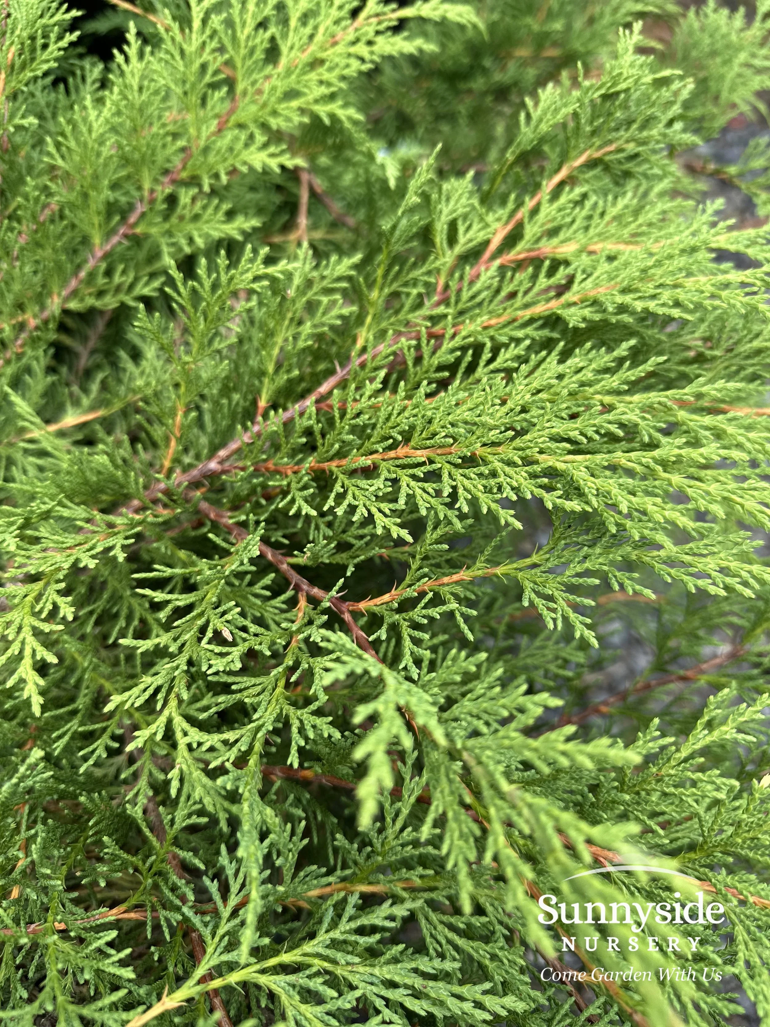 Microbiota — Sunnyside Nursery