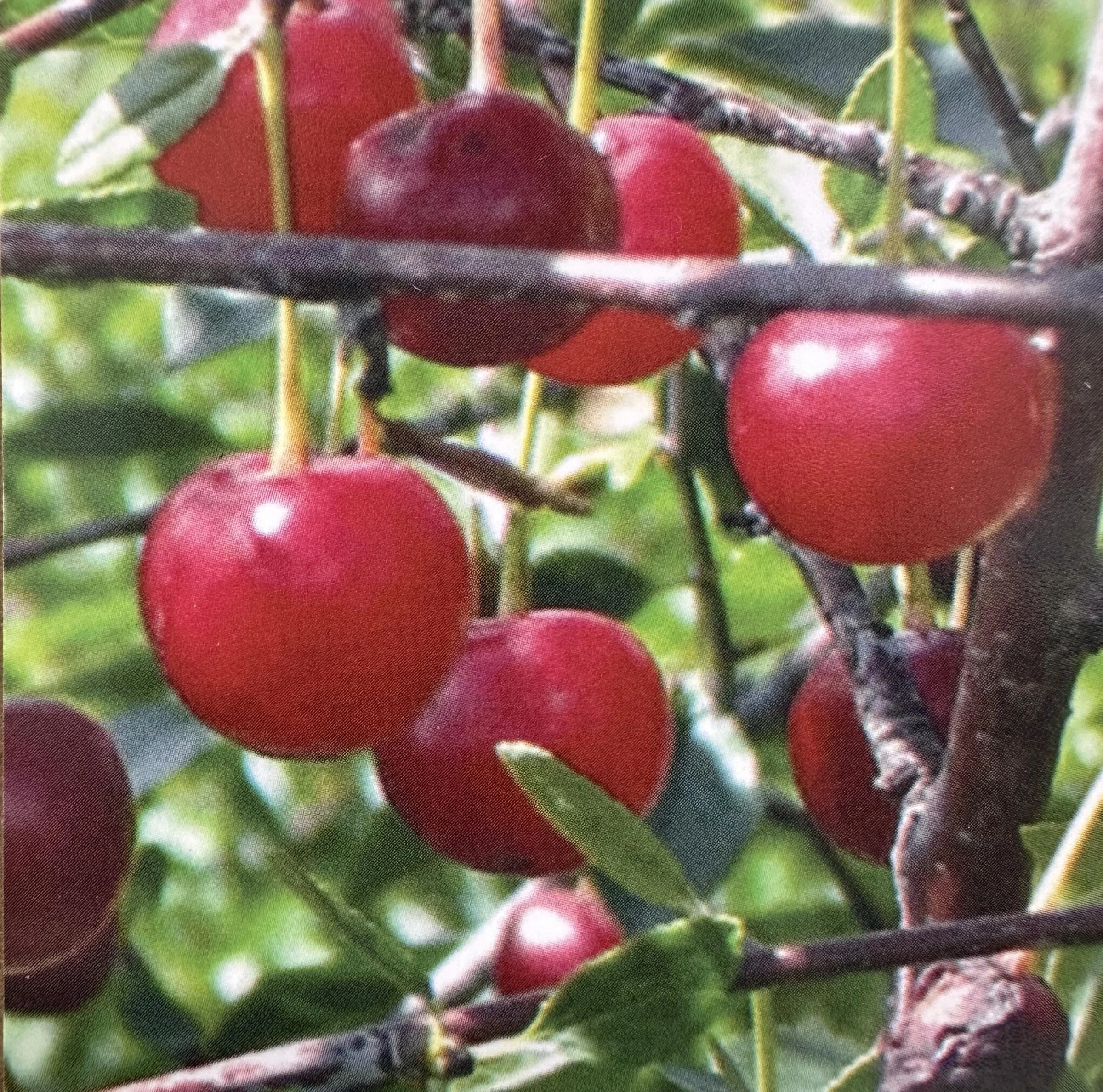 Fruit Trees — Sunnyside Nursery