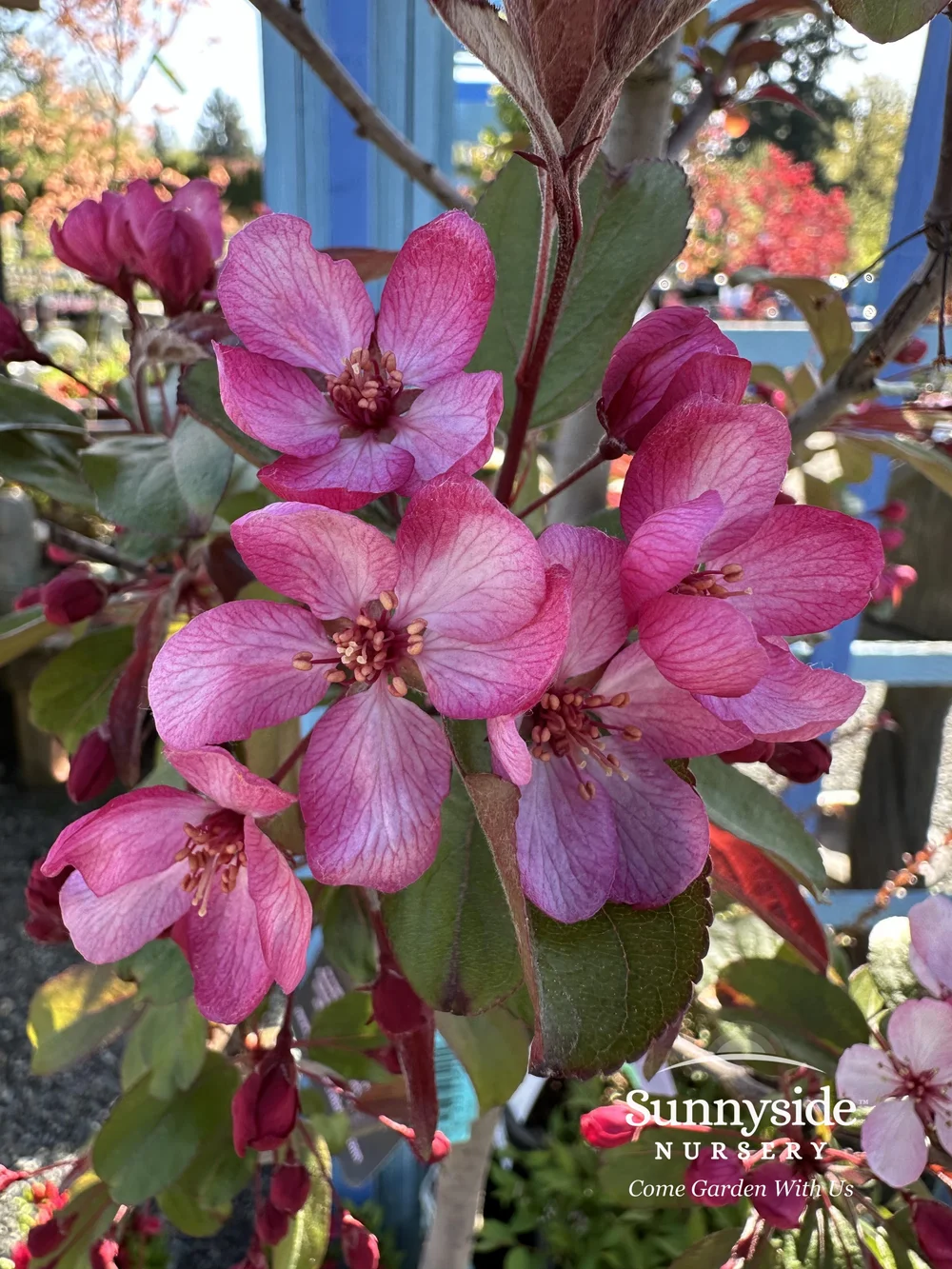 Flowering Crabapple Trees — Sunnyside Nursery