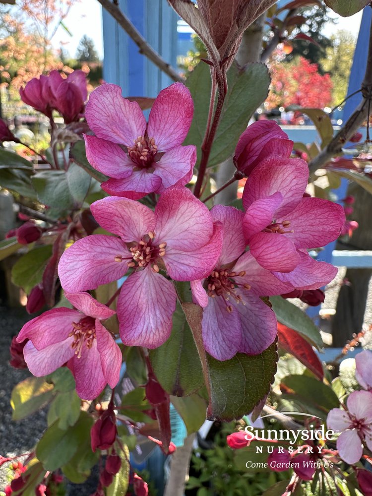 Flowering Crabapple Trees — Sunnyside Nursery