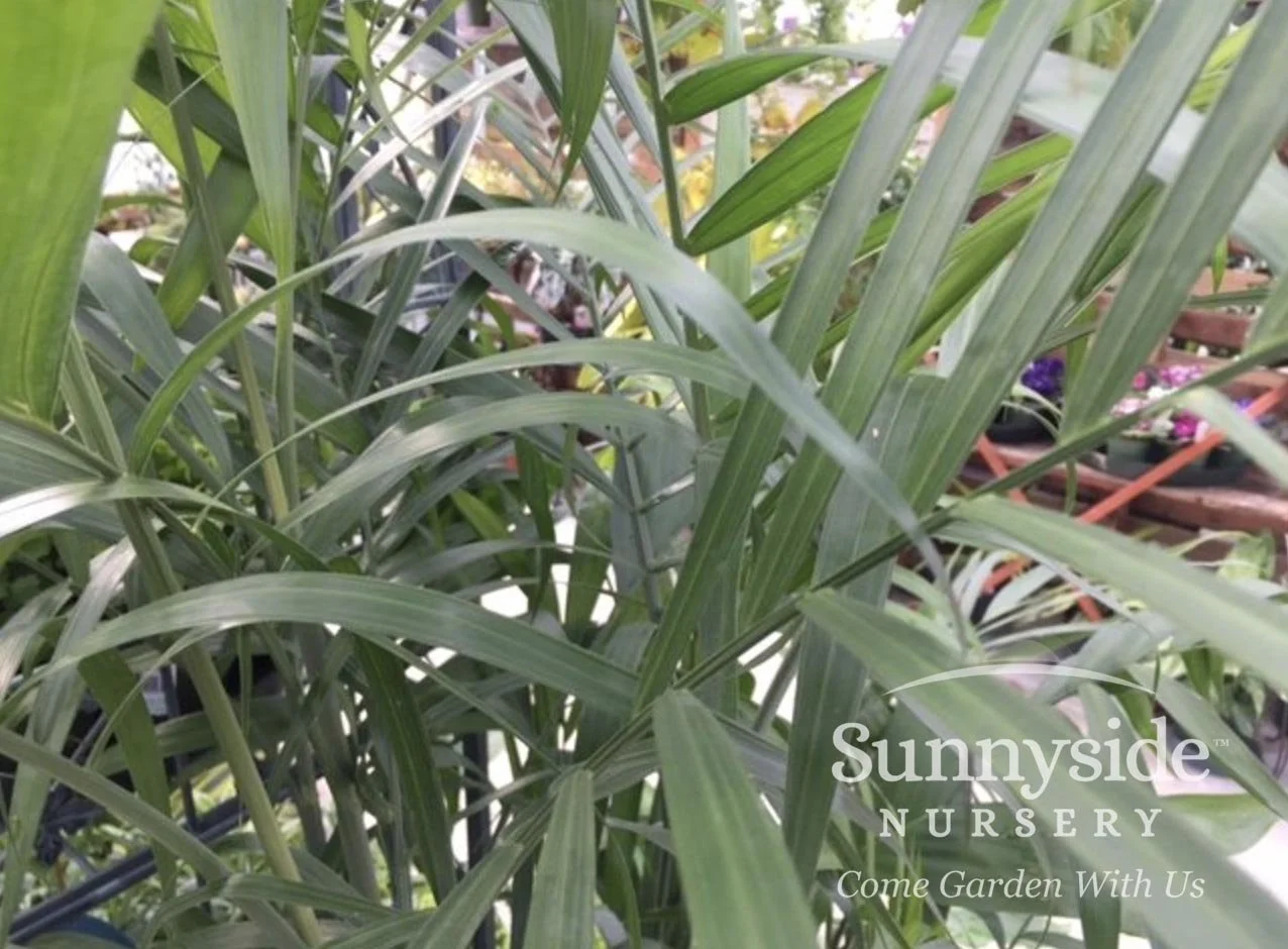 Medium Light Houseplants — Sunnyside Nursery