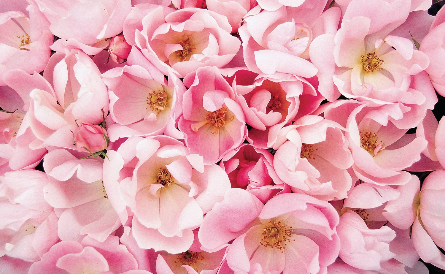 Shrub Roses — Sunnyside Nursery