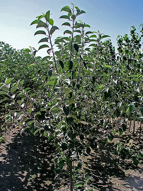 Apple Trees — Sunnyside Nursery