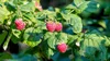Raspberries — Sunnyside Nursery