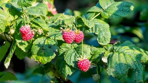 Raspberries — Sunnyside Nursery