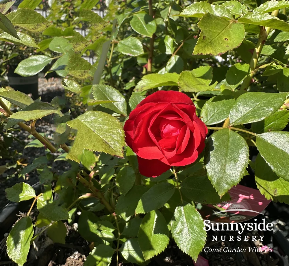 Floribunda Roses — Sunnyside Nursery