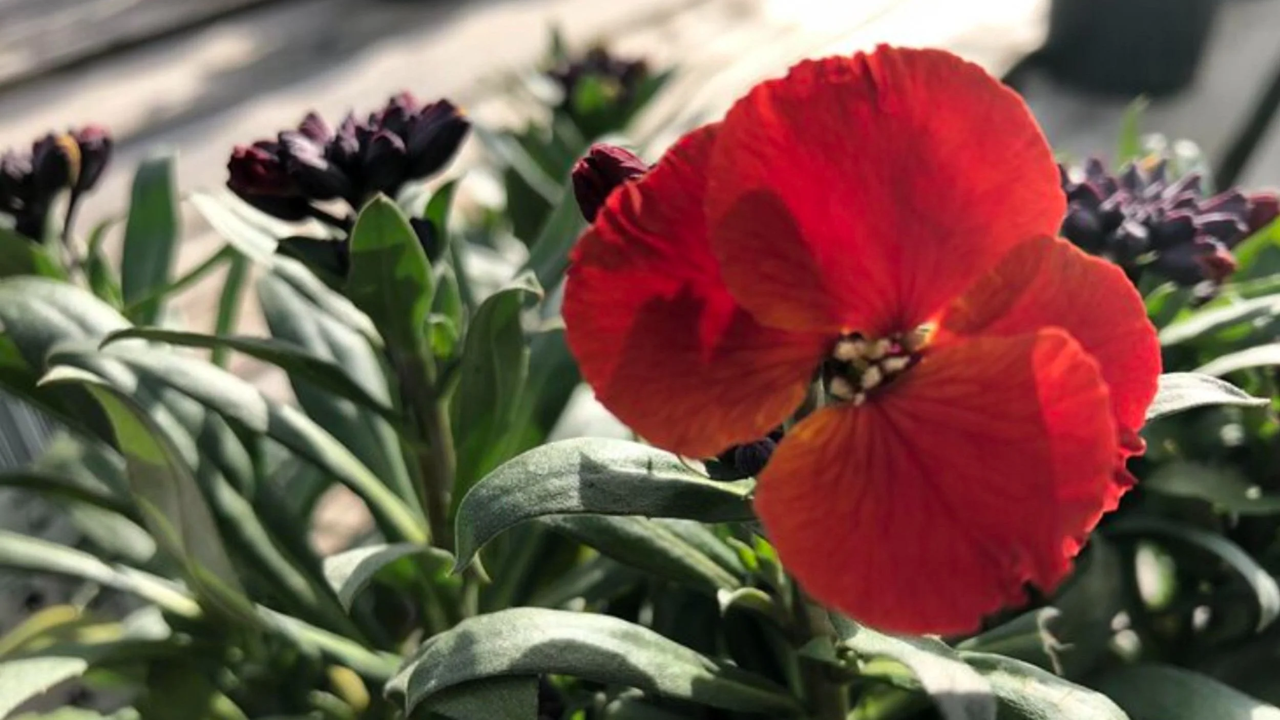 Wallflowers - So Much More Than The Name Implies — Sunnyside Nursery
