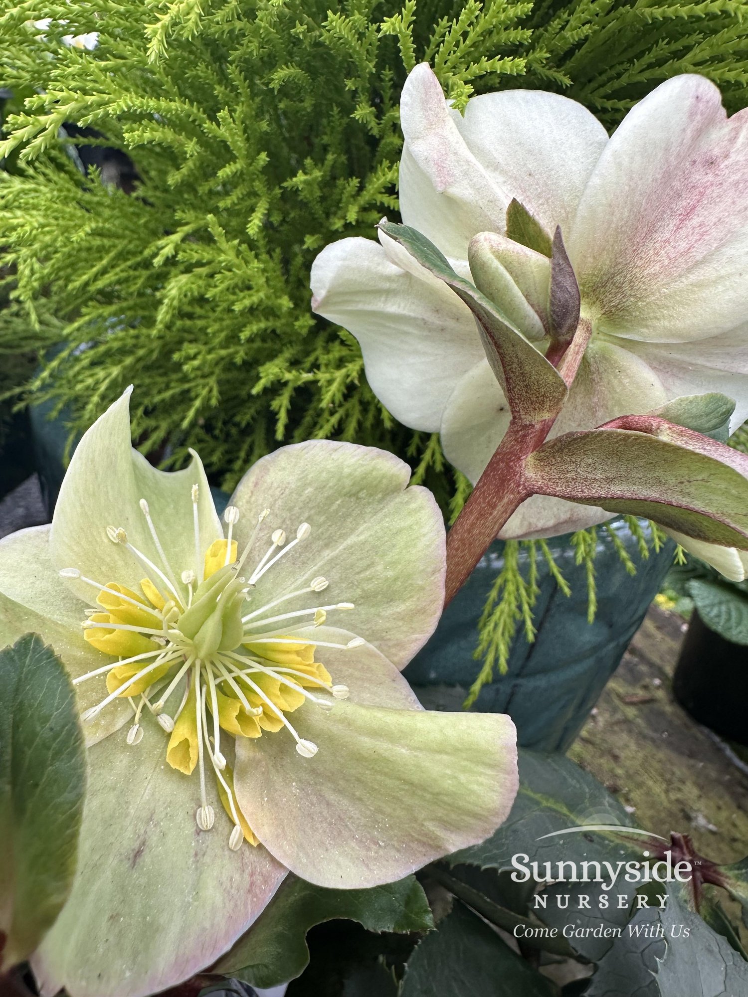 Hellebores — Sunnyside Nursery