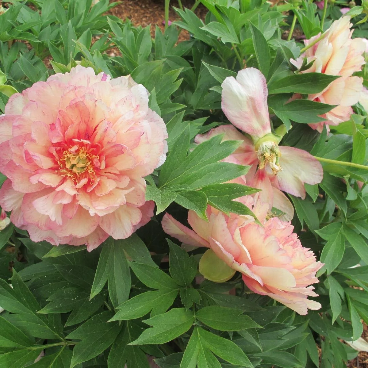 Explore the World of Itoh Peonies — Sunnyside Nursery