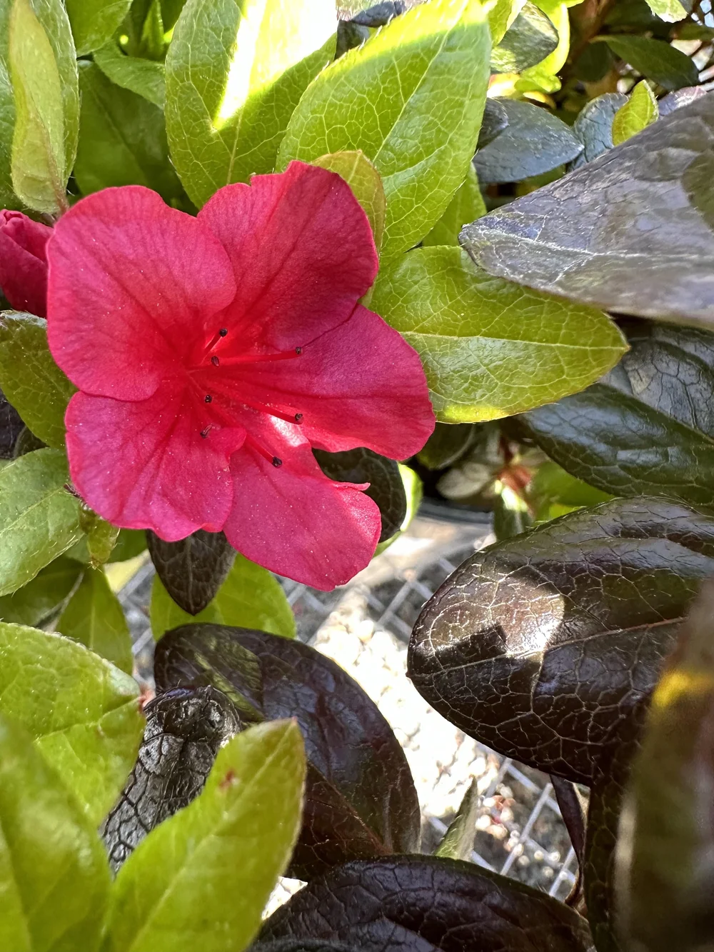 Red Evergreen Azaleas — Sunnyside Nursery