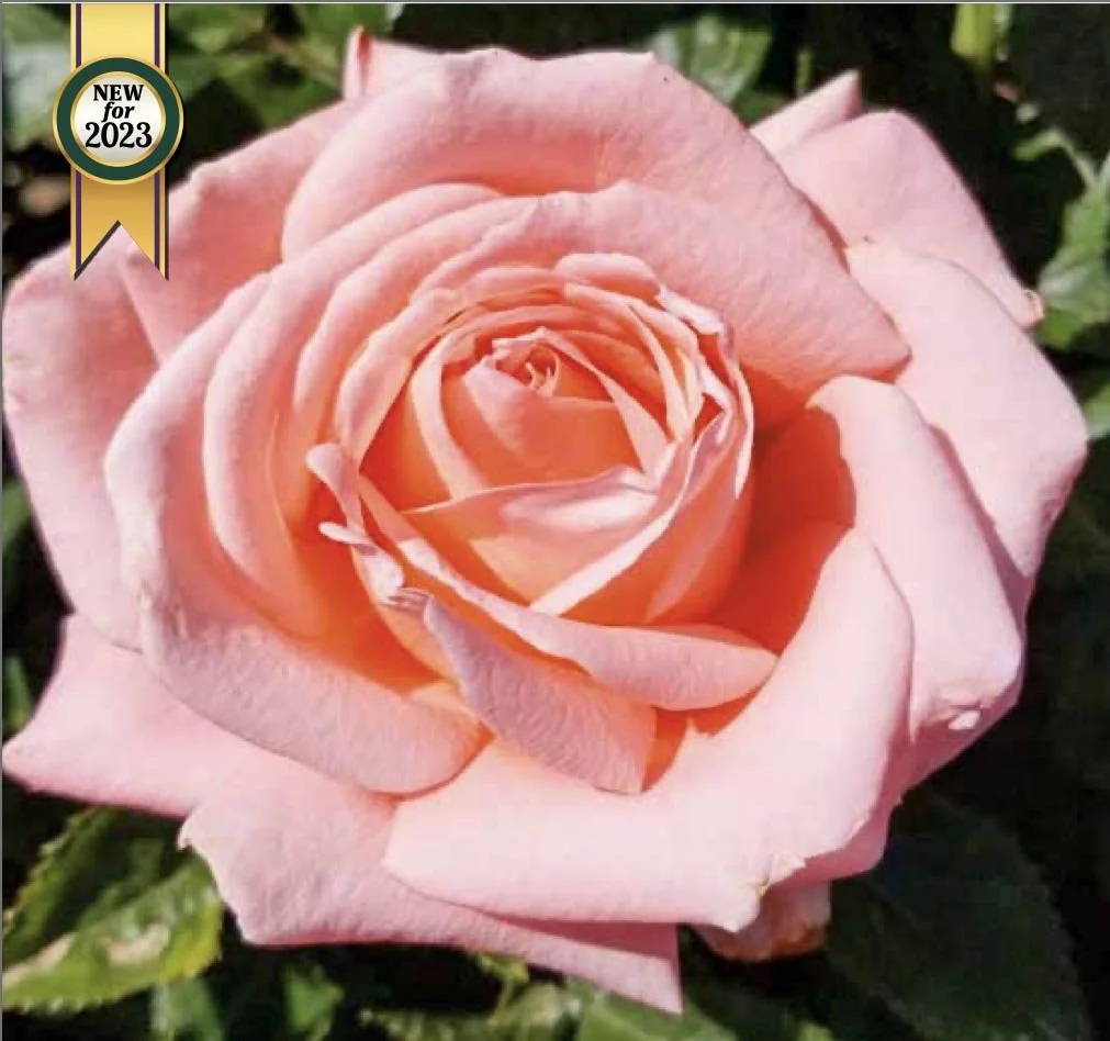 Hybrid Tea Roses — Sunnyside Nursery
