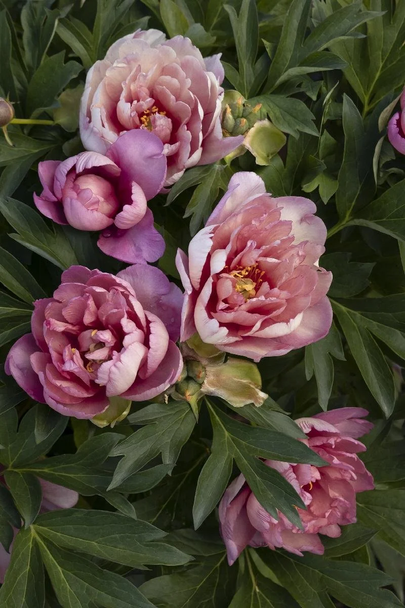 Explore the World of Itoh Peonies — Sunnyside Nursery