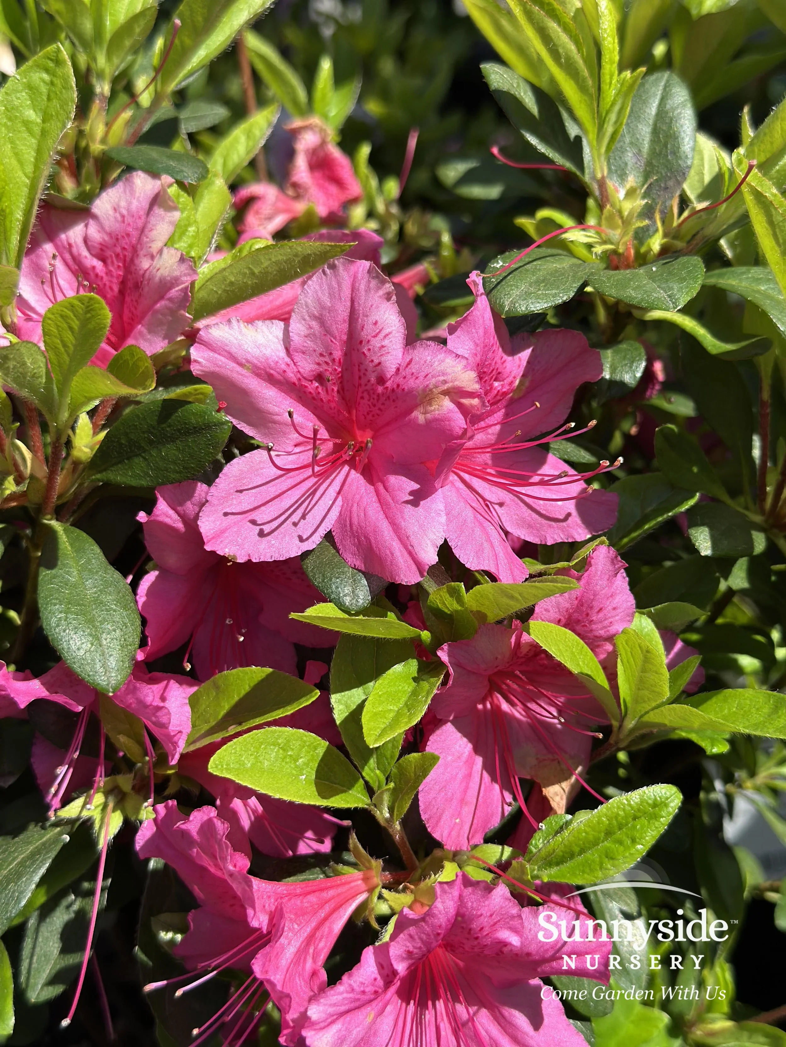 Pink Evergreen Azaleas — Sunnyside Nursery