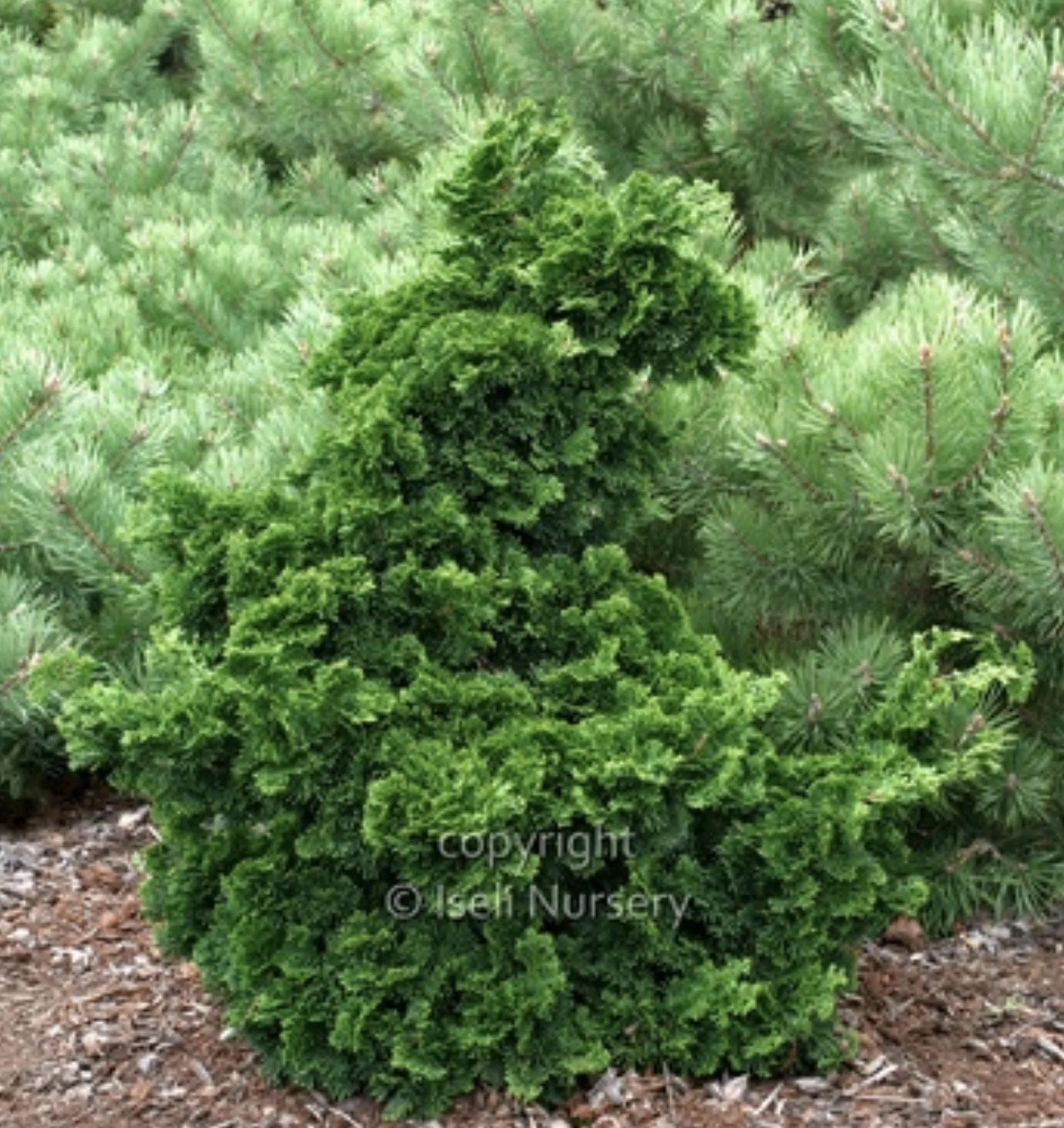 Dwarf False Cypress Shrub