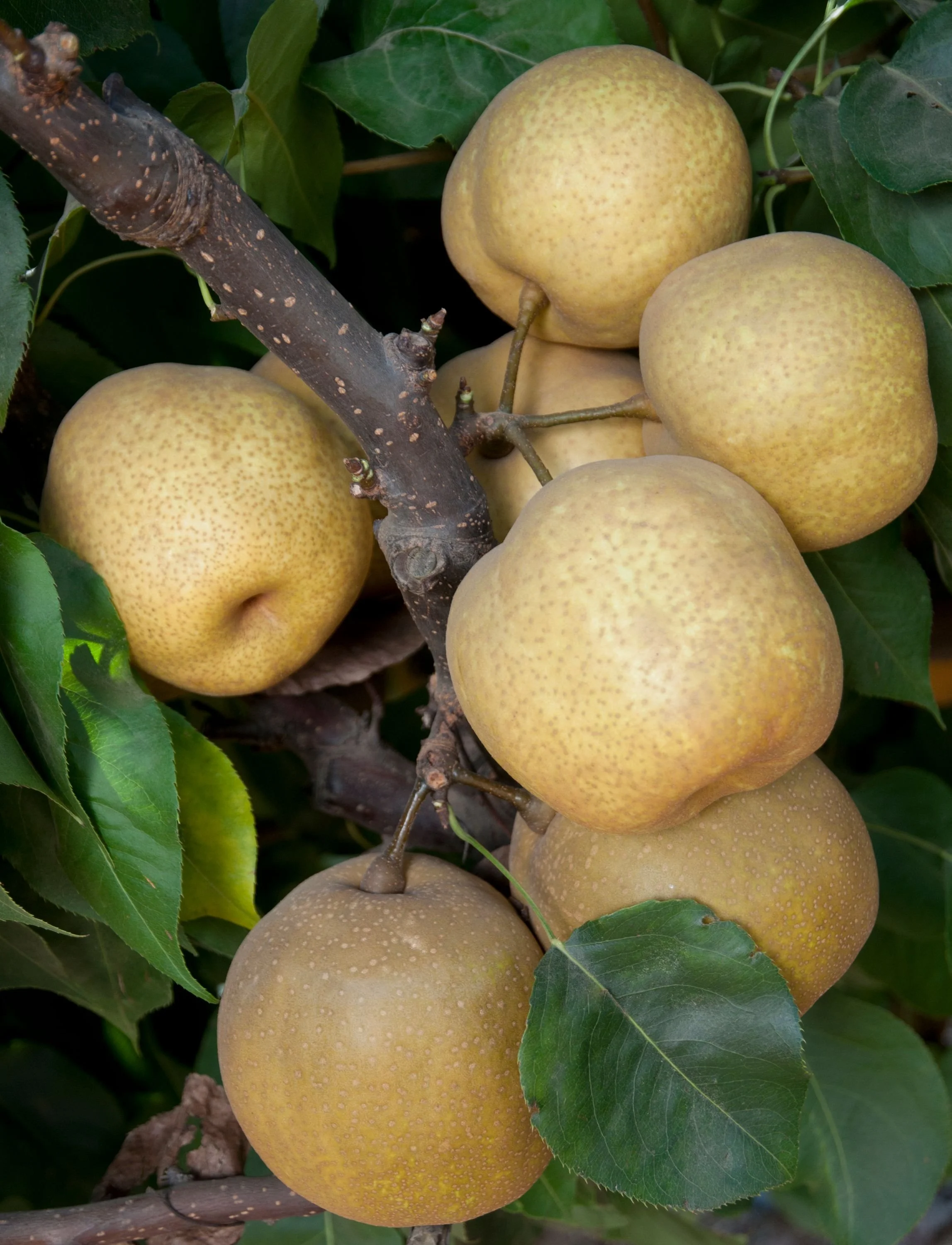 Pear Trees — Sunnyside Nursery