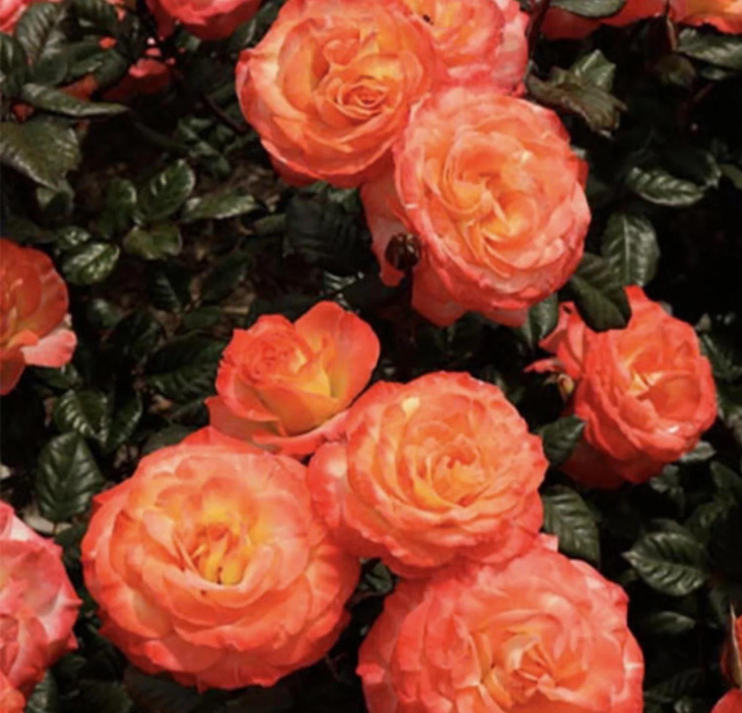 Floribunda Roses — Sunnyside Nursery