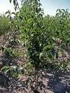 Pear Trees — Sunnyside Nursery