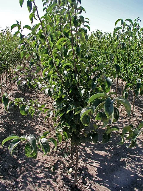 Pear Trees — Sunnyside Nursery