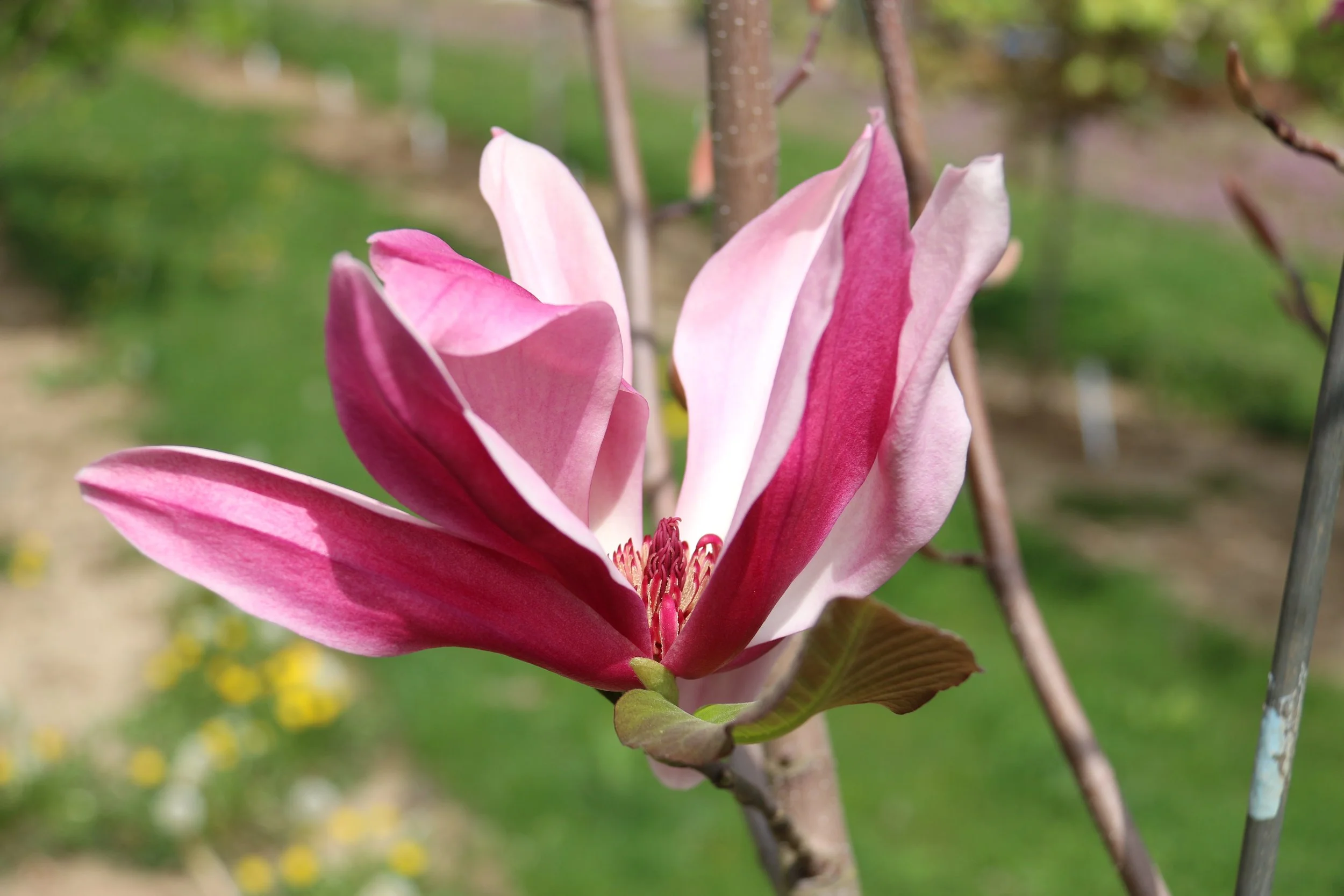 Magnolia Trees — Sunnyside Nursery