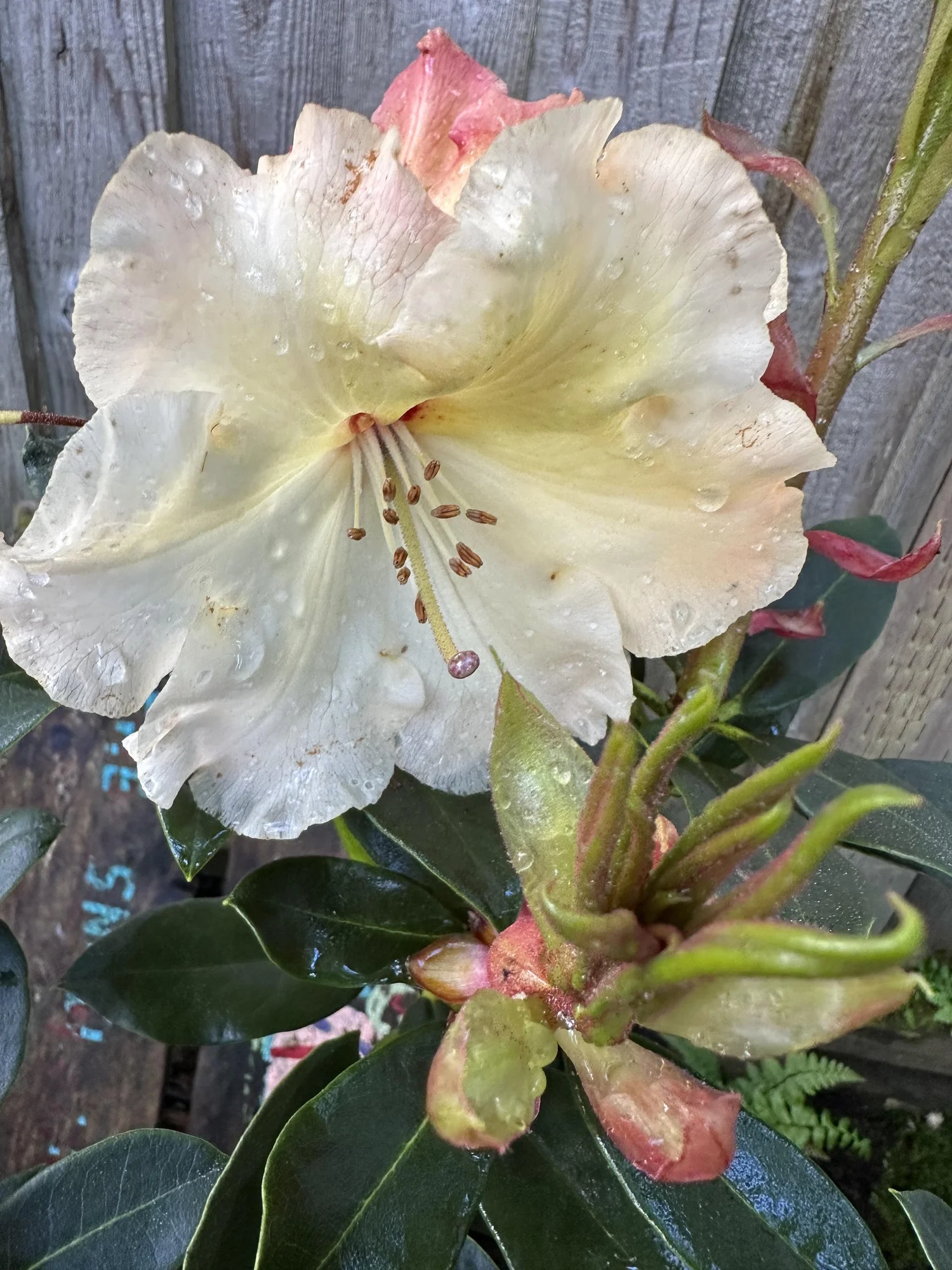 Orange & Yellow Rhododendrons — Sunnyside Nursery