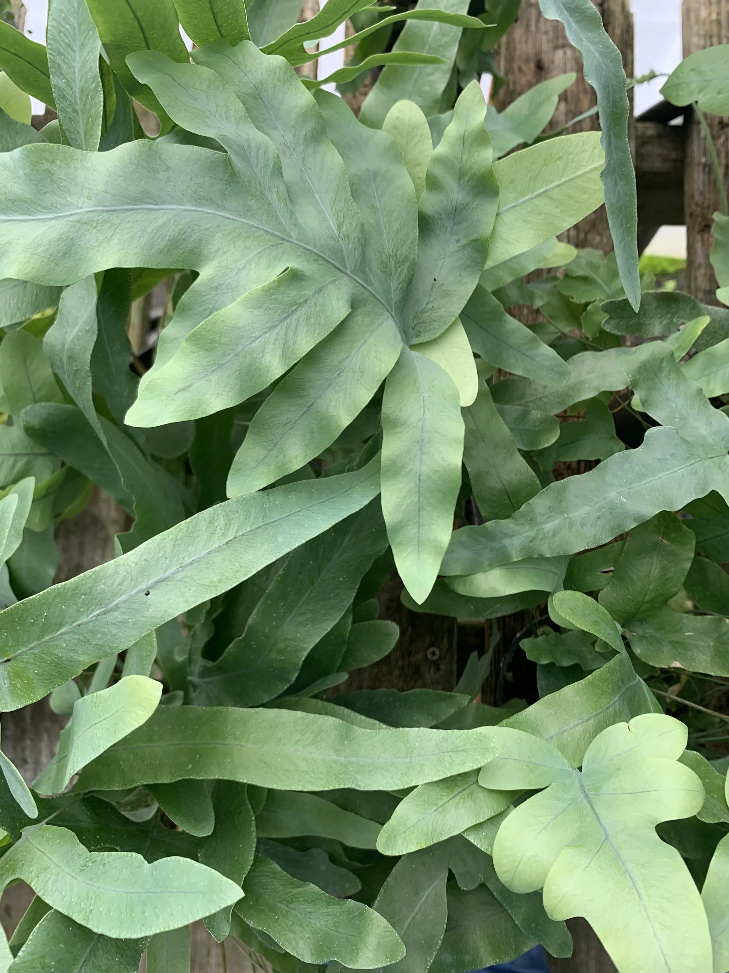 Pet-Friendly Houseplants — Sunnyside Nursery