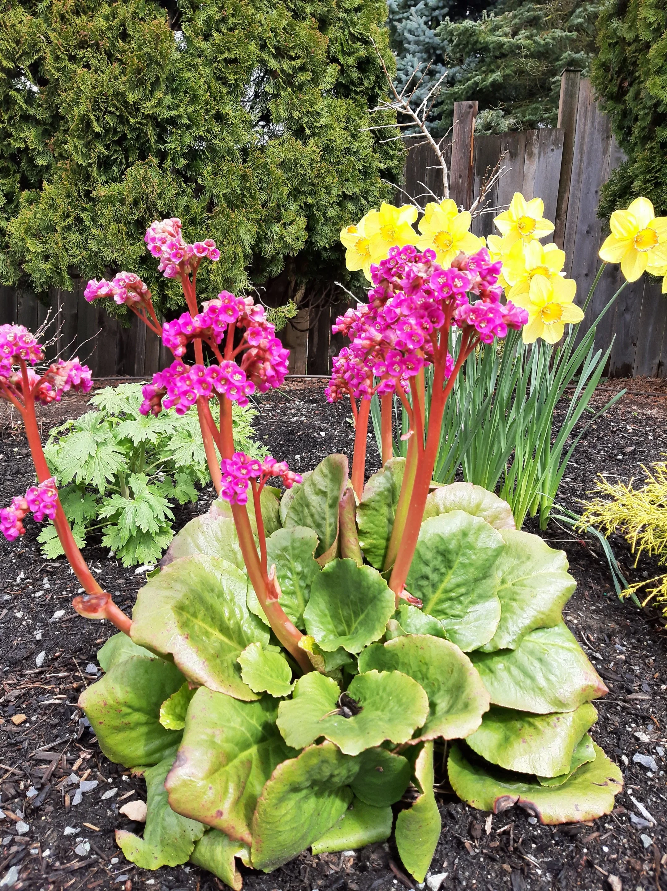 All Hail To The Lowly "Pigsqueak" — Sunnyside Nursery