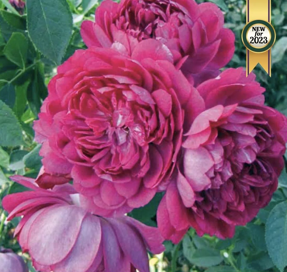 Brand New 2023 Roses — Sunnyside Nursery
