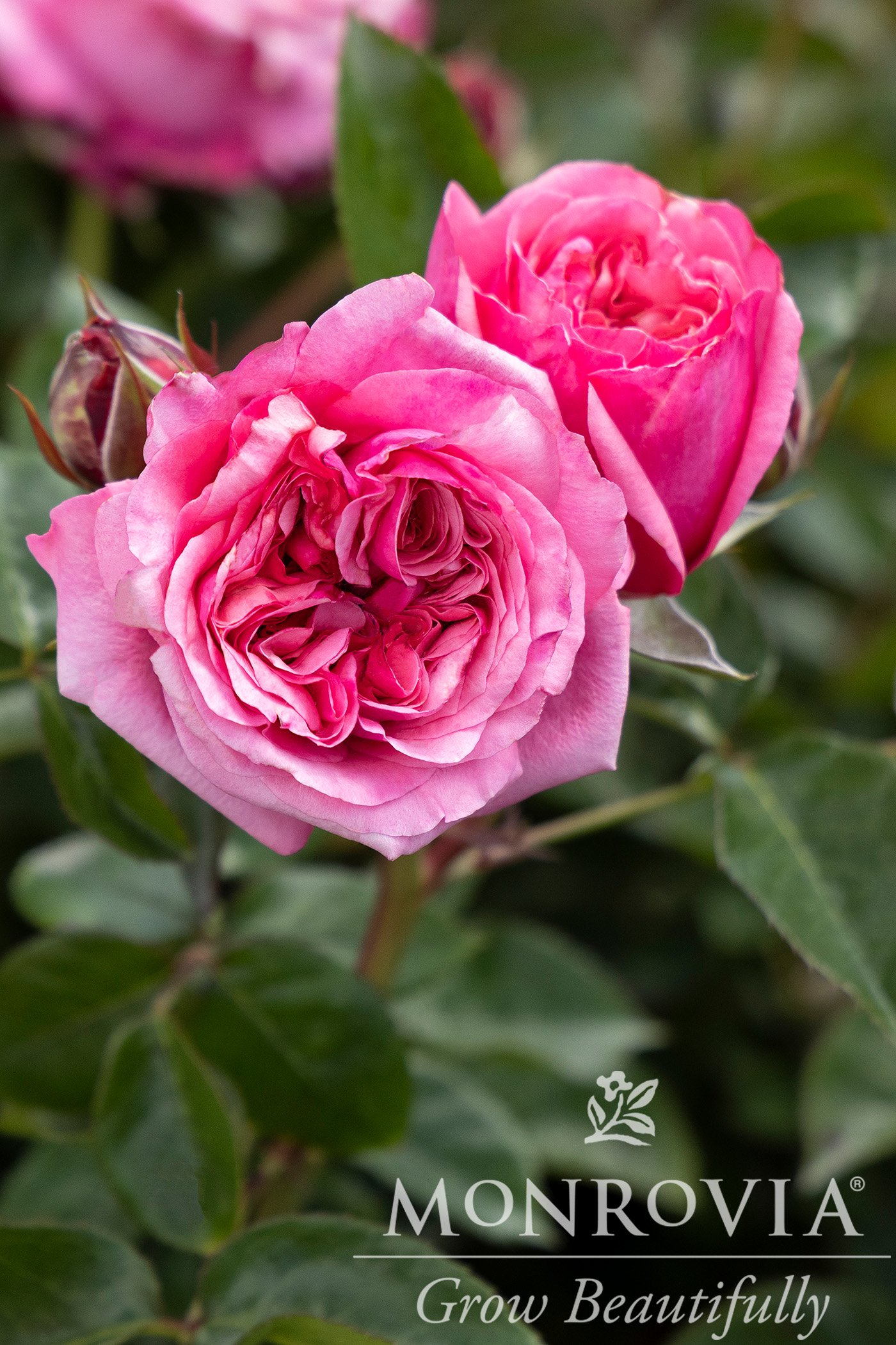 Brand New 2025 Roses — Sunnyside Nursery