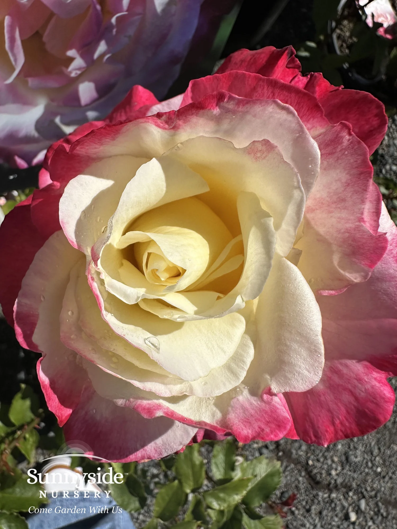 Hybrid Tea Roses — Sunnyside Nursery