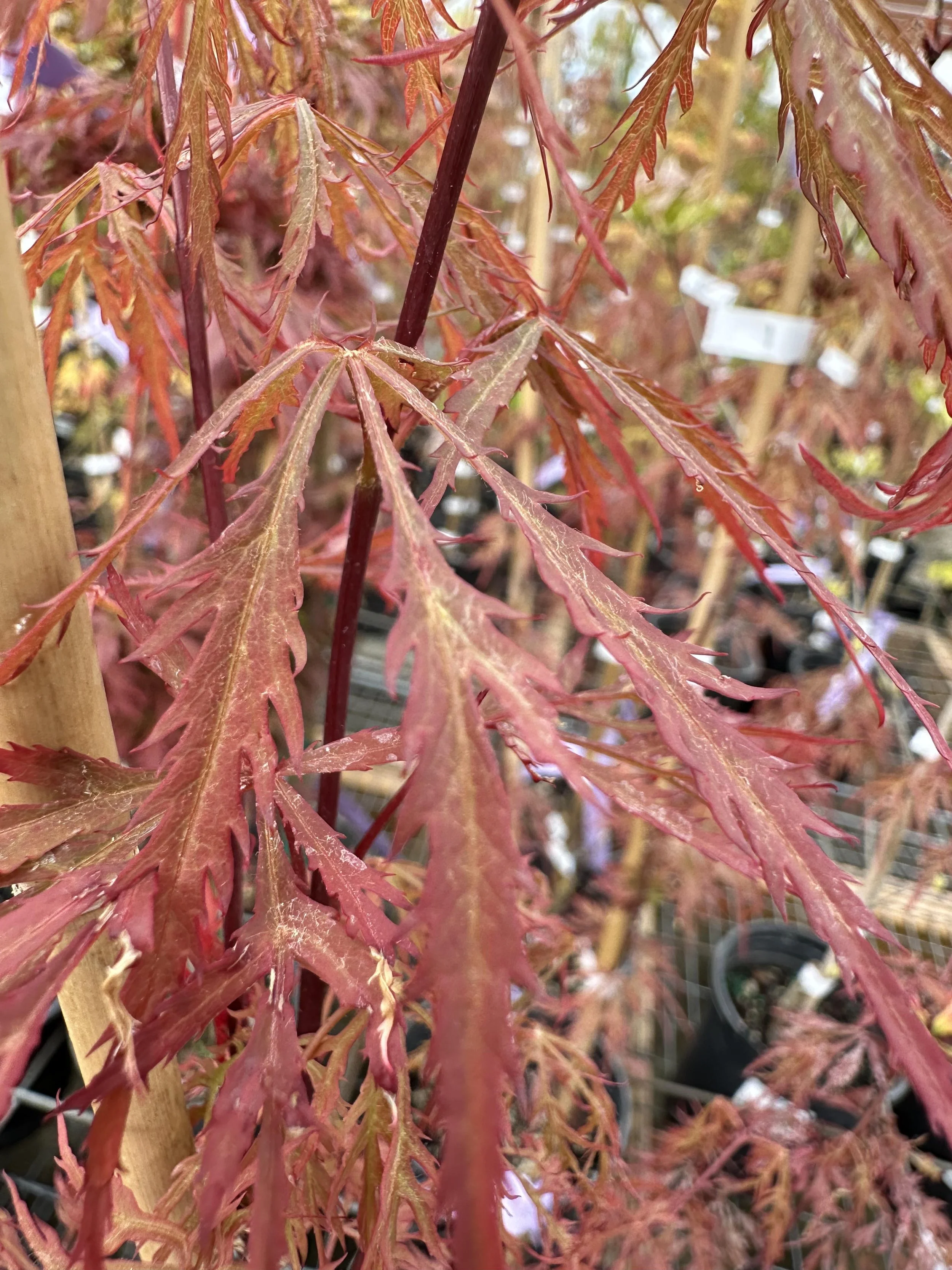 Lace-Leaf Japanese Maples — Sunnyside Nursery