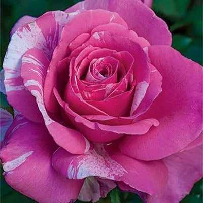 Grandiflora Roses — Sunnyside Nursery