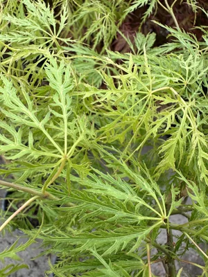 Lace-Leaf Japanese Maples — Sunnyside Nursery