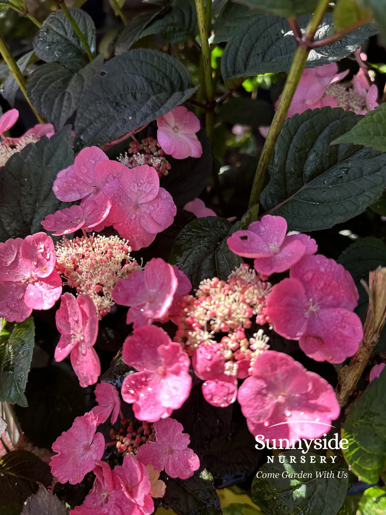 Mountain Hydrangeas — Sunnyside Nursery