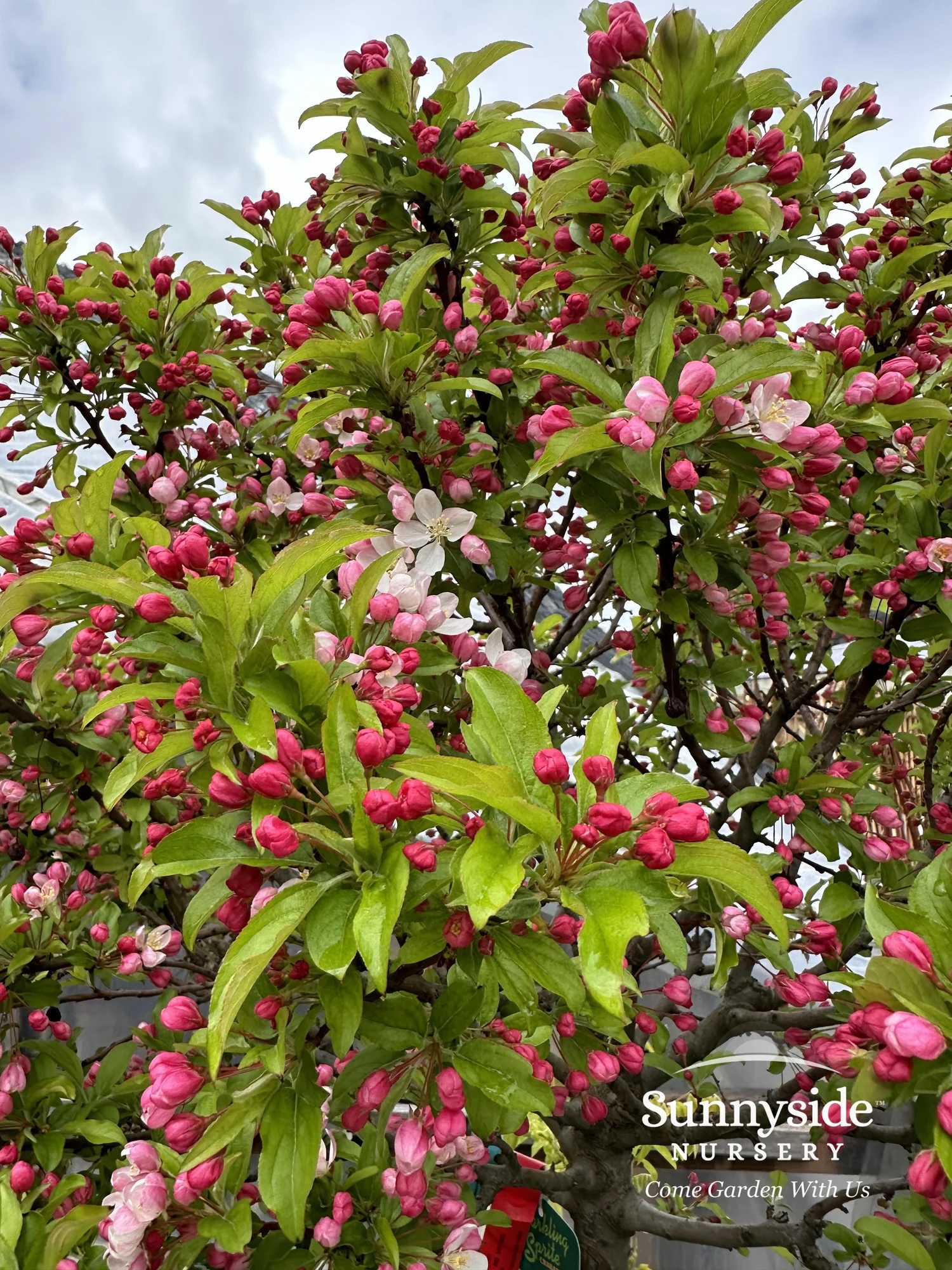 Flowering Crabapple Trees — Sunnyside Nursery