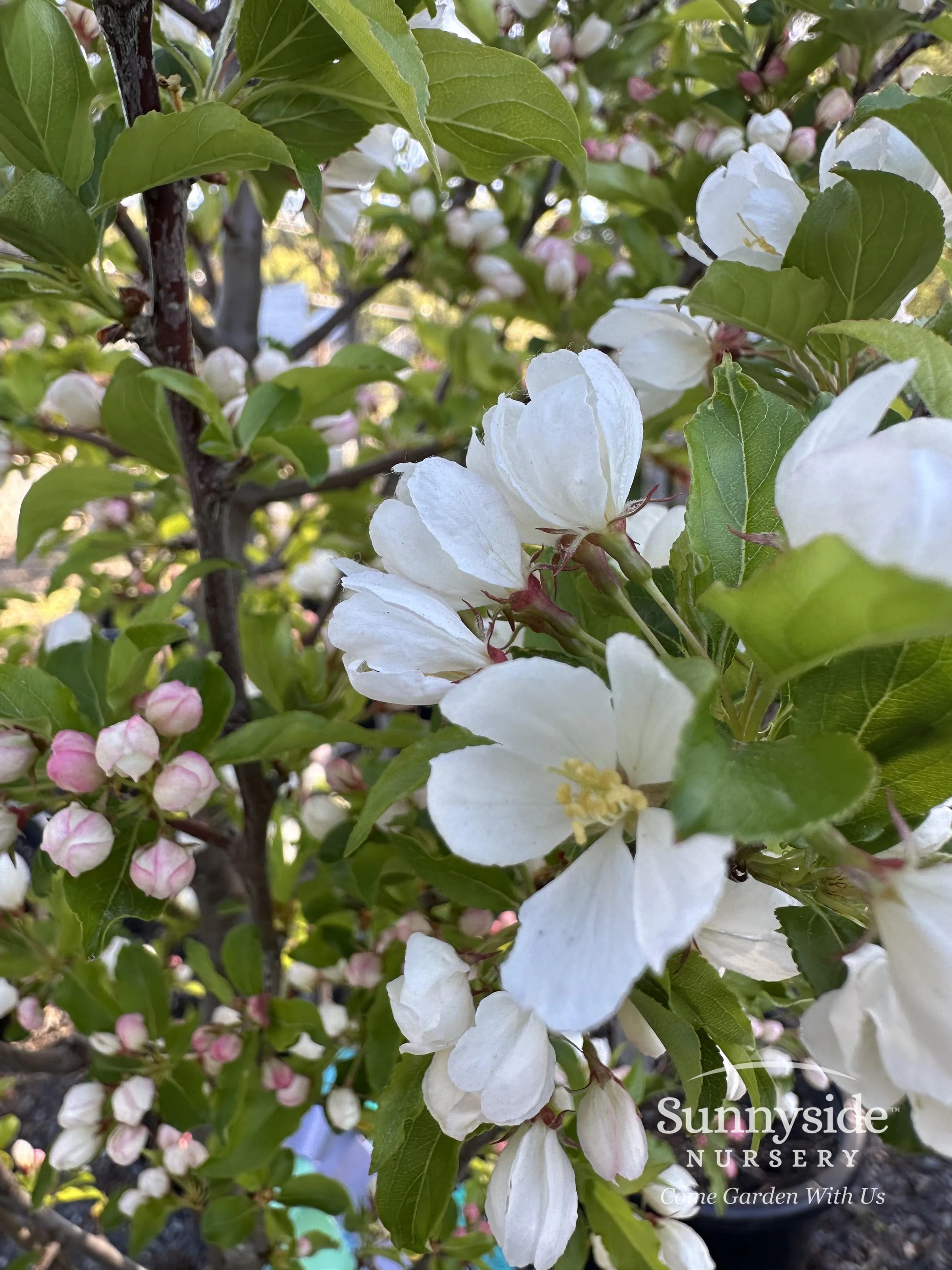 Flowering Trees — Sunnyside Nursery