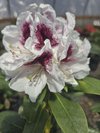 White Rhododendrons — Sunnyside Nursery