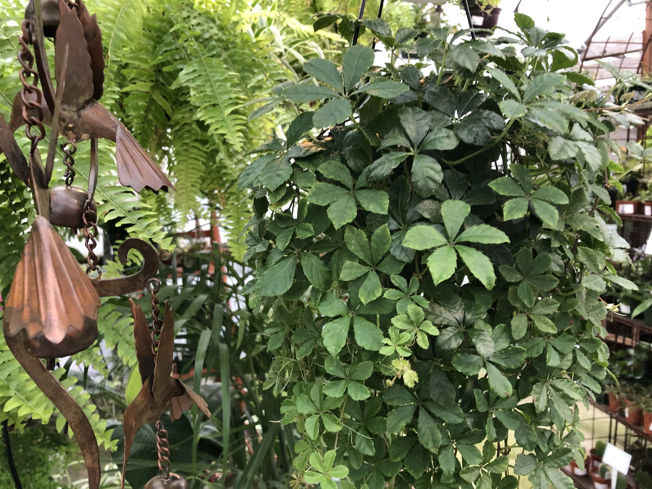 Pet-Friendly Houseplants — Sunnyside Nursery