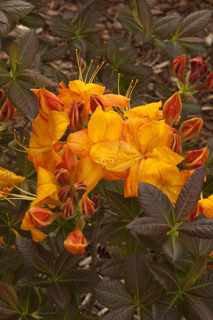 Deciduous Azaleas — Sunnyside Nursery