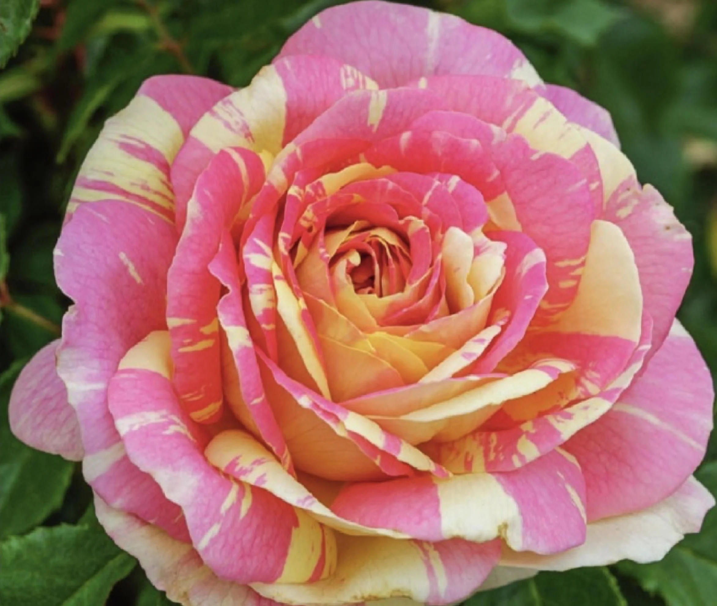 Grandiflora Roses — Sunnyside Nursery