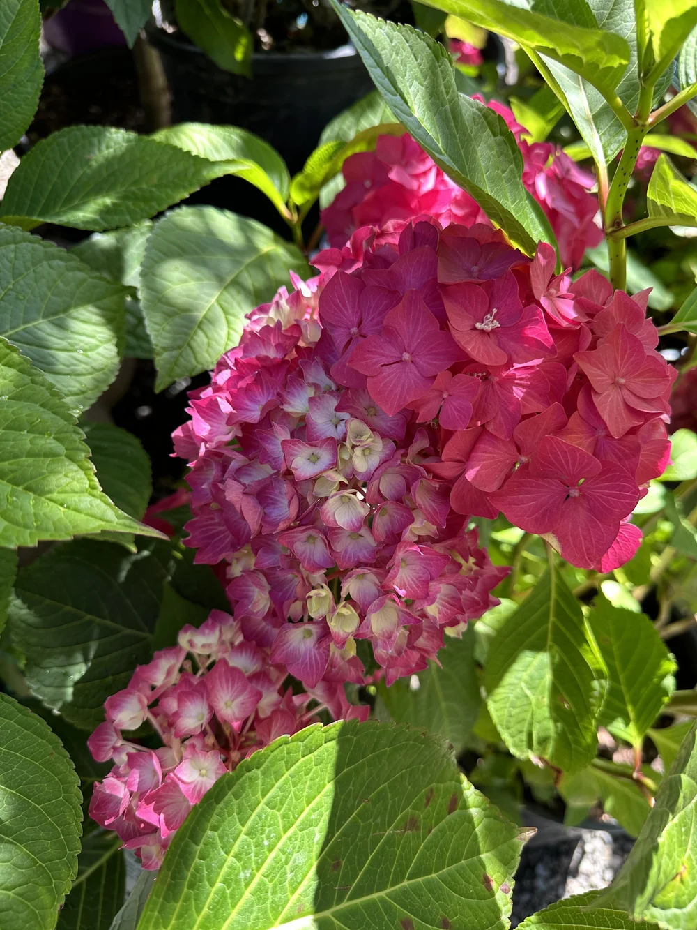 Big Leaf Hydrangeas — Sunnyside Nursery