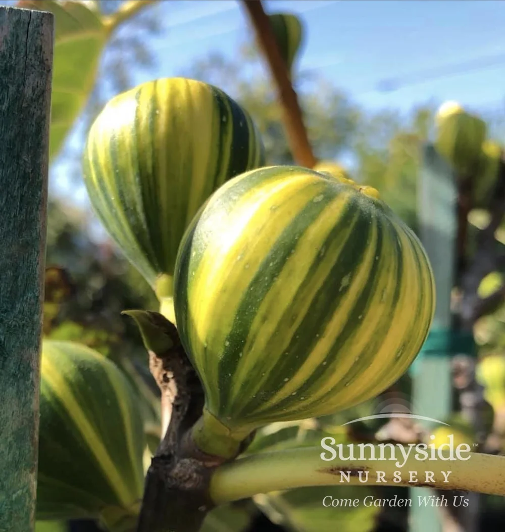 Fig Trees — Sunnyside Nursery