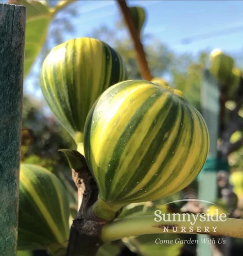 Fig Trees — Sunnyside Nursery
